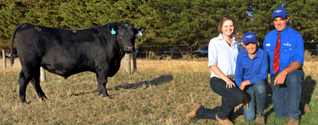 Banquet Angus | Autumn On-Property Bull Sale