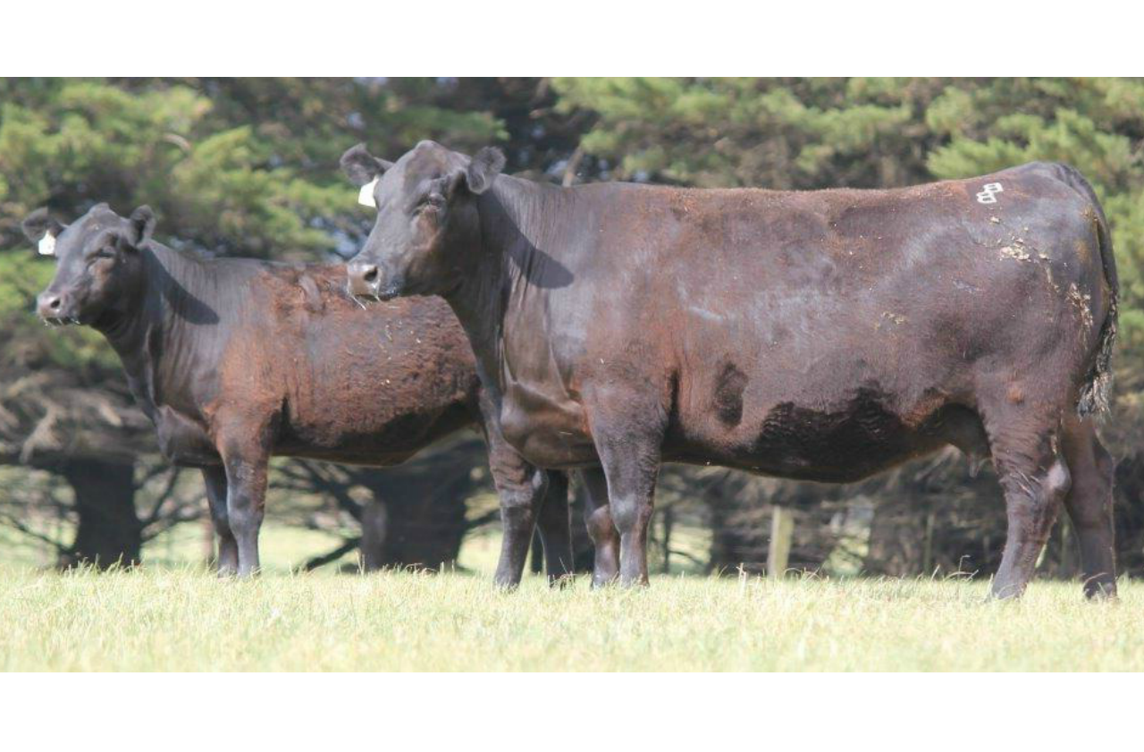 Banquet Angus | Current Breeding Females
