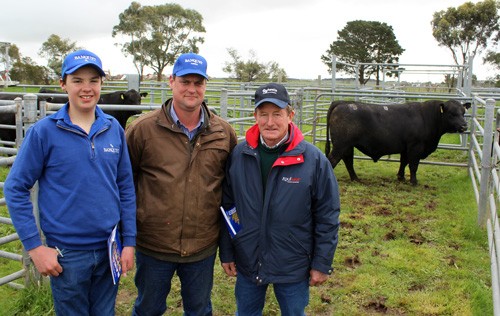 Banquet Angus | Annual Spring Bull Sale