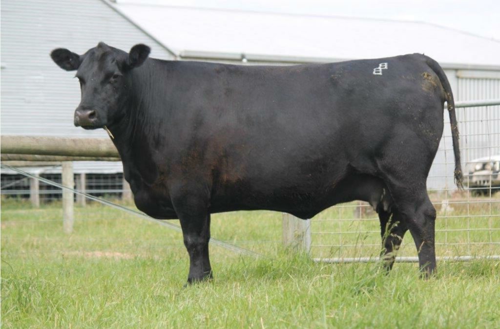 Banquet Angus | Current Breeding Females