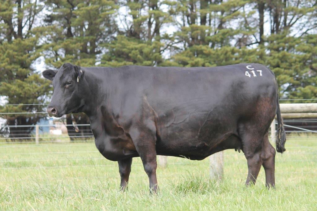 Banquet Angus | Current Breeding Females