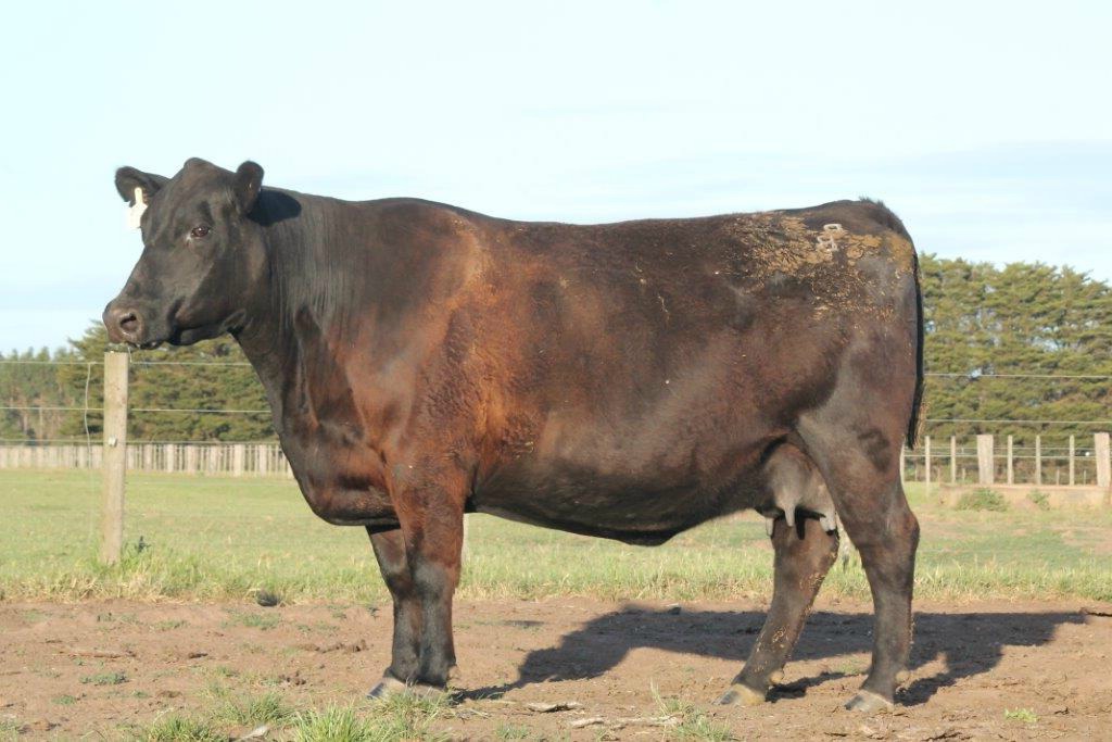 Banquet Angus | Current Breeding Females