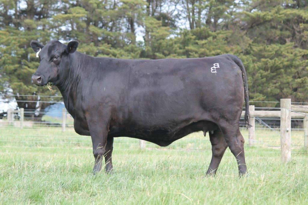 Banquet Angus | Current Breeding Females