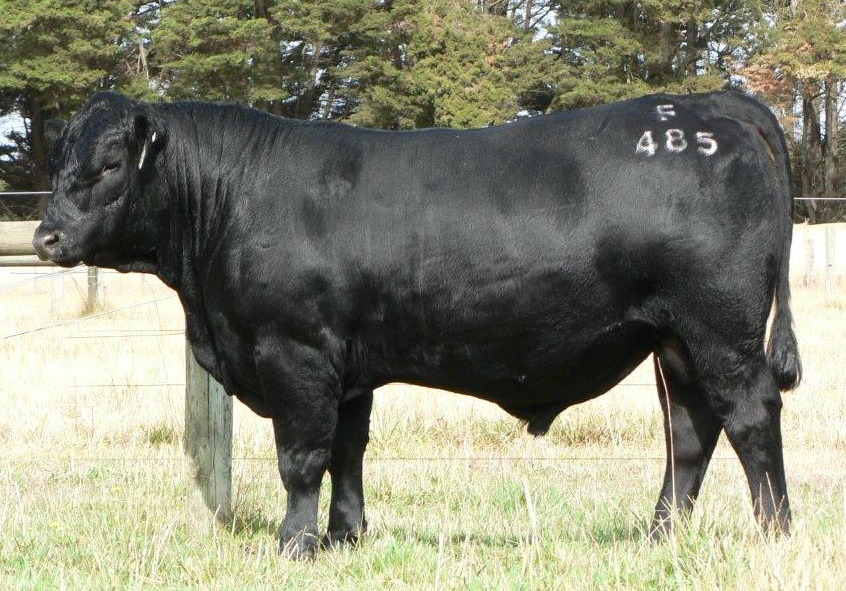 Banquet Angus | Current Breeding Sires