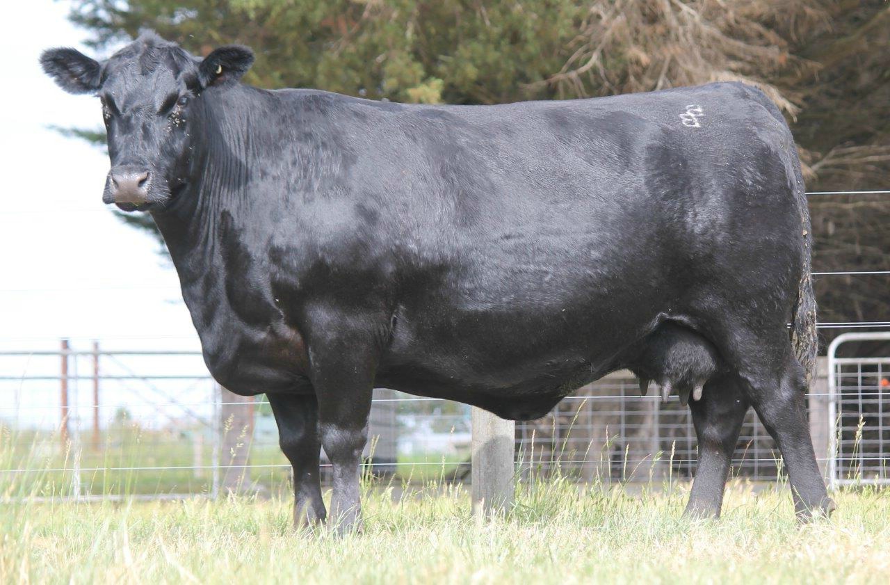 Banquet Angus | Current Breeding Females