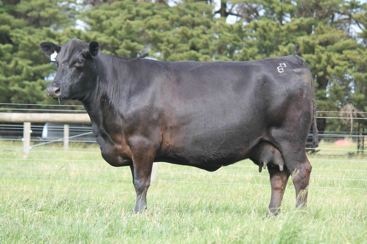 Banquet Angus | Current Breeding Females