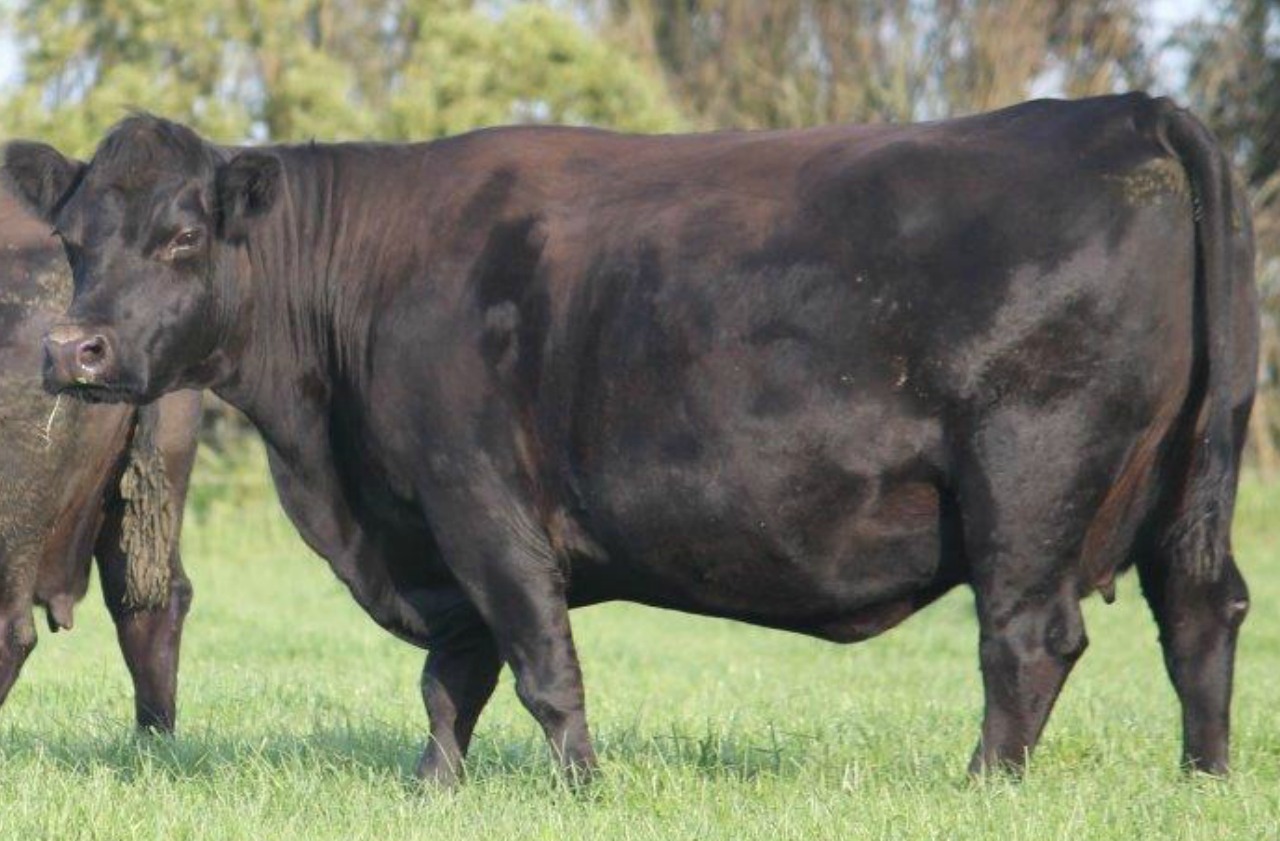 Banquet Angus | Current Breeding Females