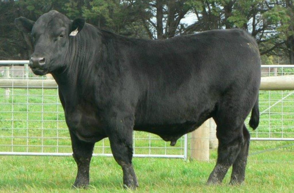 Banquet Angus | Breeding Sires – Archive