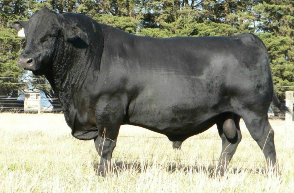 Banquet Angus | Breeding Sires – Archive