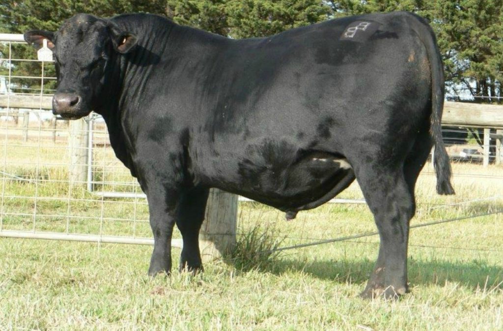 Banquet Angus | Breeding Sires – Archive