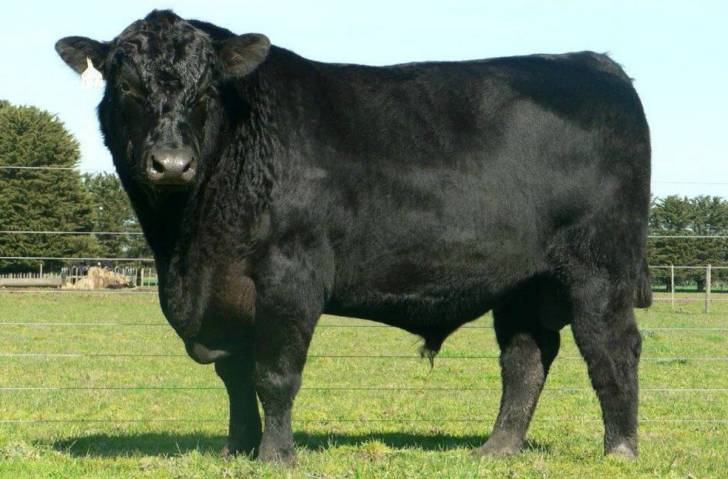 Banquet Angus | Breeding Sires – Archive