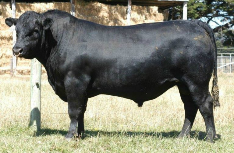 Banquet Angus | Breeding Sires – Archive