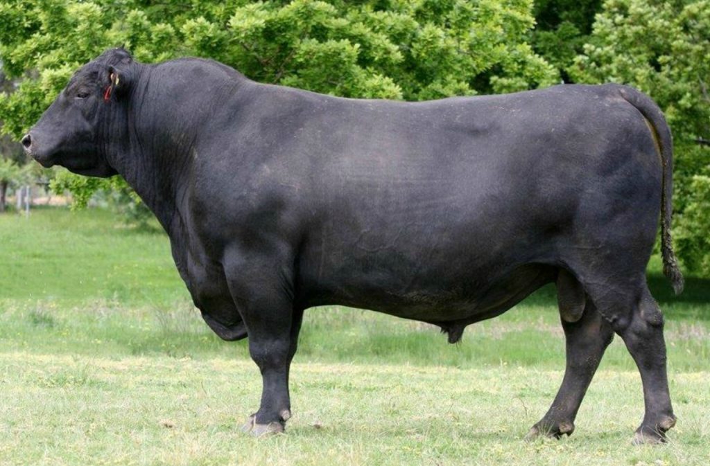 Banquet Angus | Breeding Sires – Archive