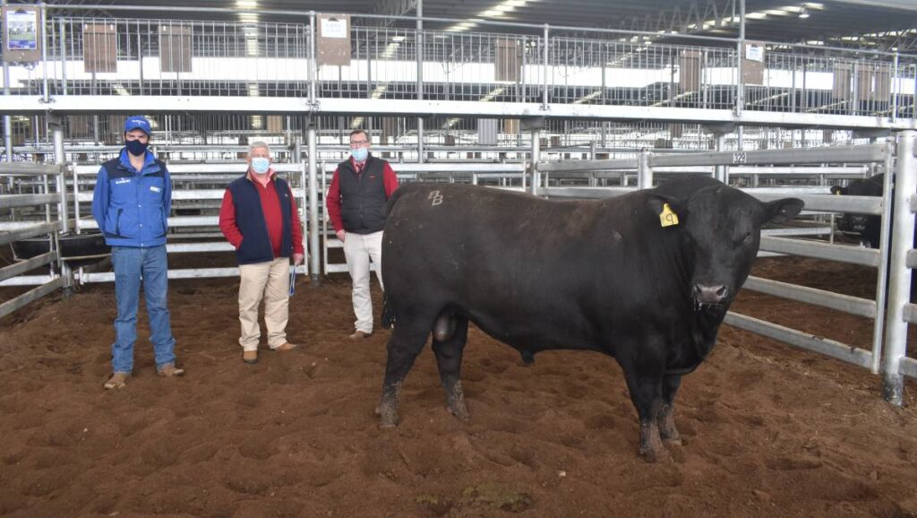 Banquet Angus | Annual Spring Bull Sale