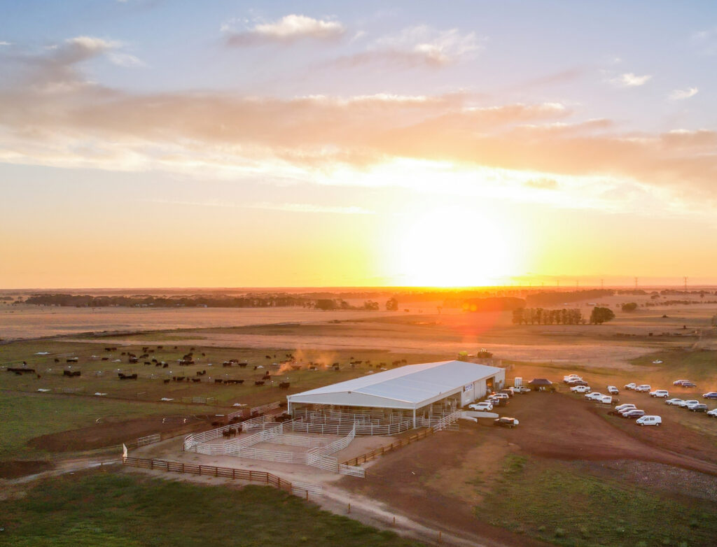 Banquet Angus | Mortlake, Victoria | Branson Family – Mortlake, Victoria
