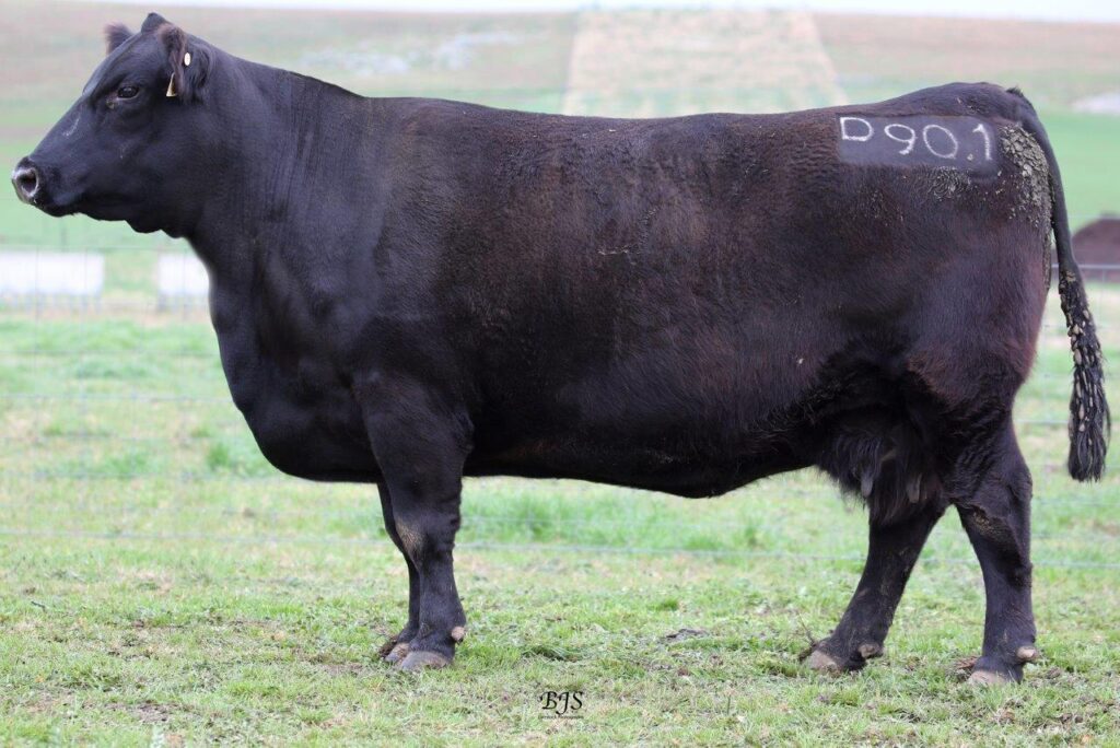 Banquet Angus | Current Breeding Females