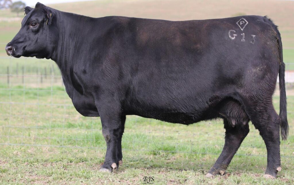 Banquet Angus | Current Breeding Females