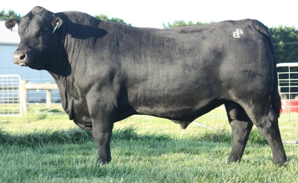 Banquet Angus | Current Breeding Sires