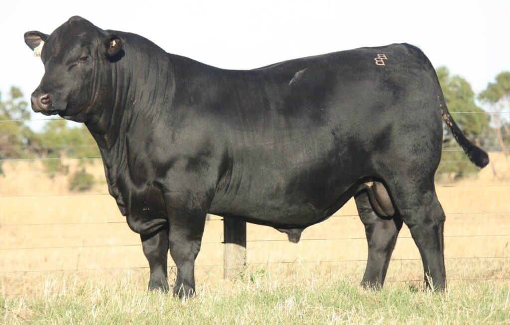 Banquet Angus | Current Breeding Sires