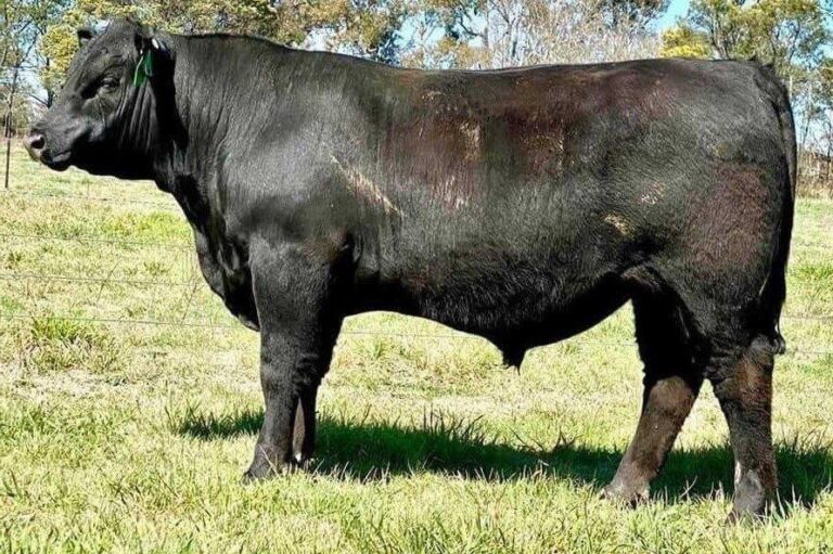 Banquet Angus | Current Breeding Sires